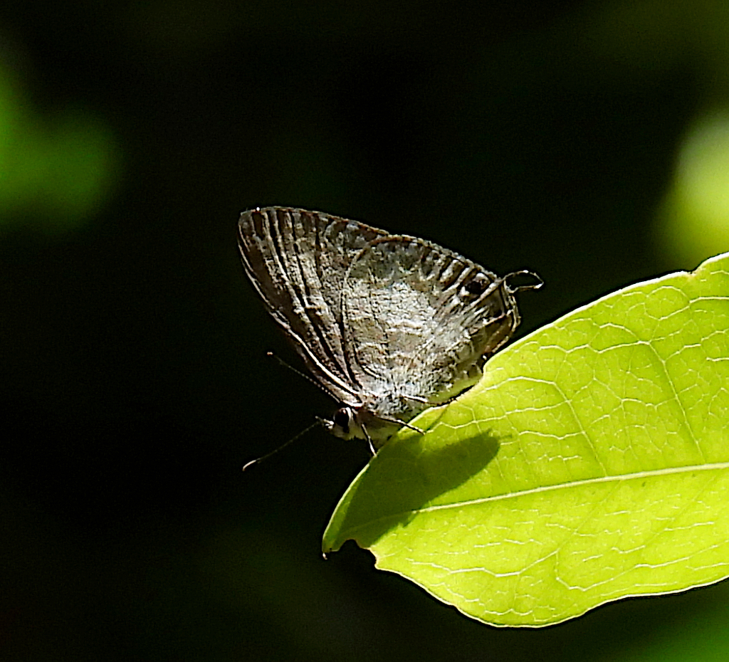 Transparent 6-line Blue from Wightman Reserve, Arana Hills, Brisbane ...