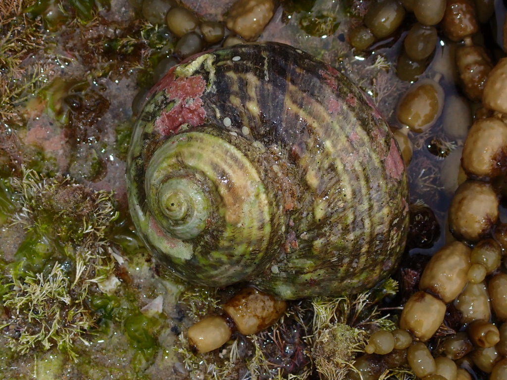 Rough turban shell from New South Wales, Australia on January 15, 2025 ...