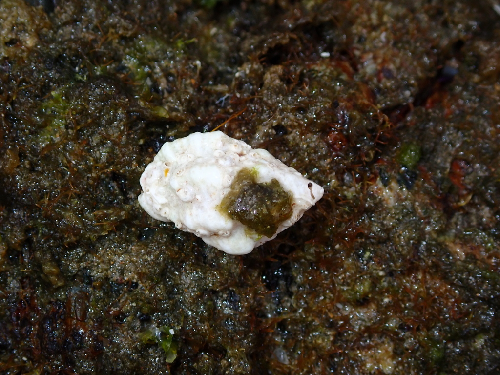 Pascula ochrostoma from New South Wales, Australia on January 15, 2025 at 03:53 PM by Adrian ...