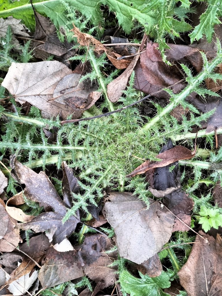 Marsh Thistle from Garden Centre, Stafford ST17 0XS, UK on January 14 ...