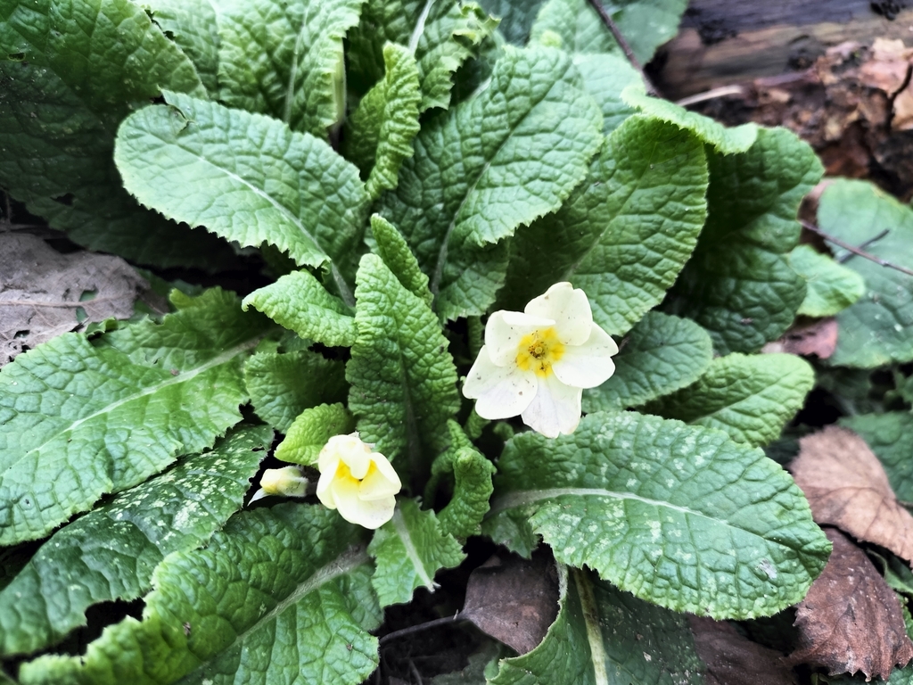 Primrose from Garden Centre, Stafford ST17 0XS, UK on January 14, 2025 ...