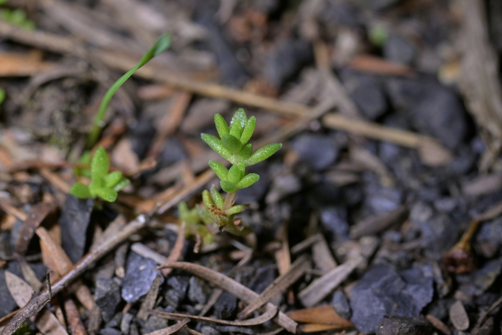 Crassula colligata from Cape Palliser 5772, New Zealand on January 12 ...