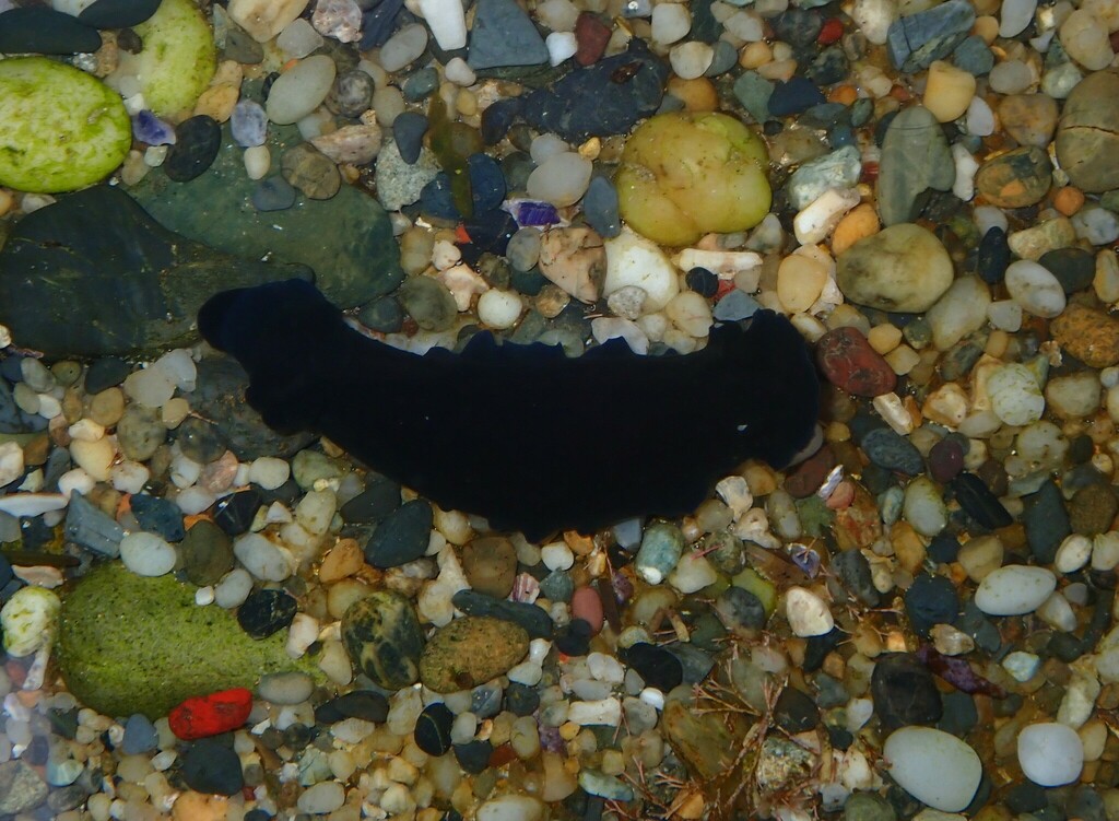 Black Doris from New South Wales, Australia on January 15, 2025 at 04:02 PM by Adrian Gale ...