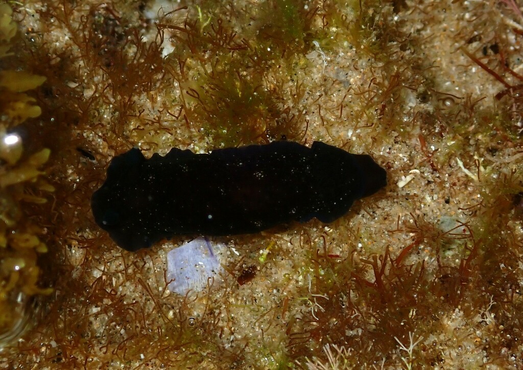 Black Doris from New South Wales, Australia on January 15, 2025 at 04:14 PM by Adrian Gale ...