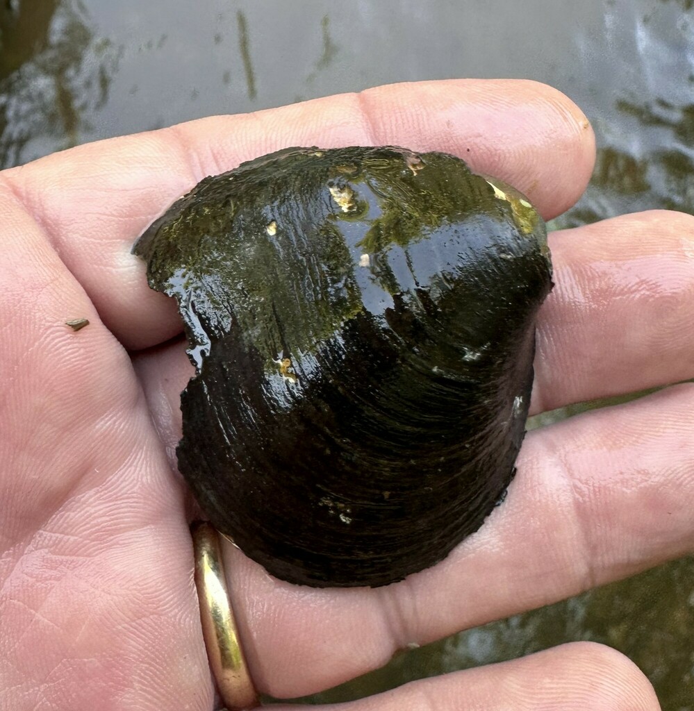 Ohio Pigtoe from Flint River near US Hwy 431, Madison County, AL, USA ...