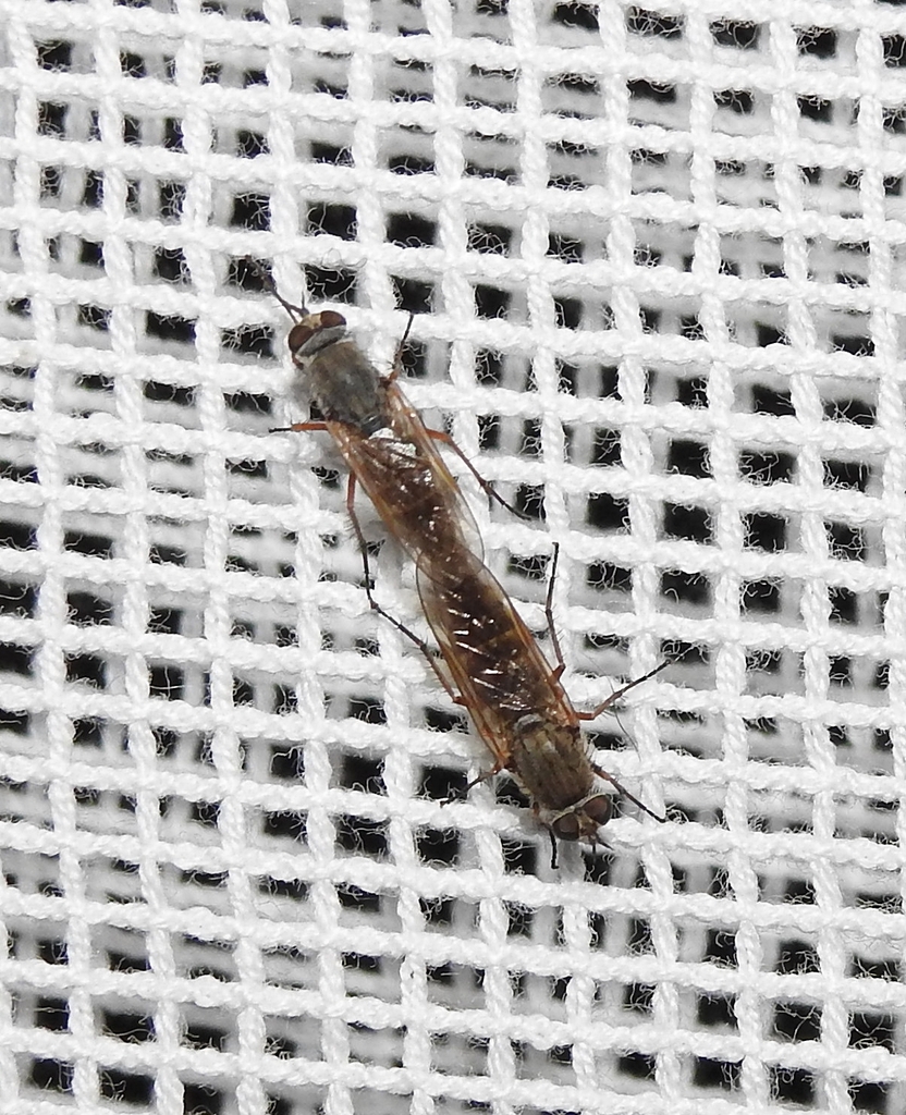 Anabarhynchus from Yalukit Willam Nature Reserve, New Street, Brighton ...