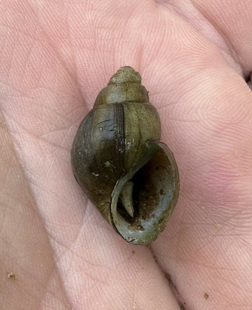 Pointed Campeloma from Flint River near US Hwy 431, Madison County, AL ...