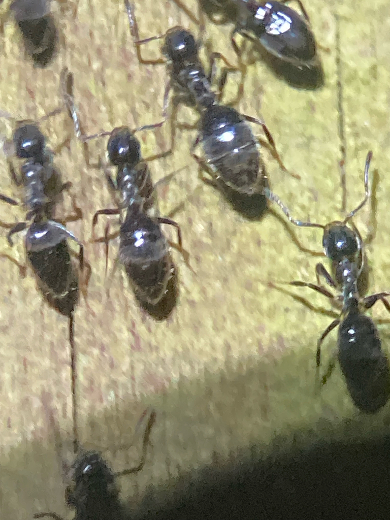 albipes-group Pale-footed Ants from Bishop Rd, Collingwood, Tasman, NZ ...