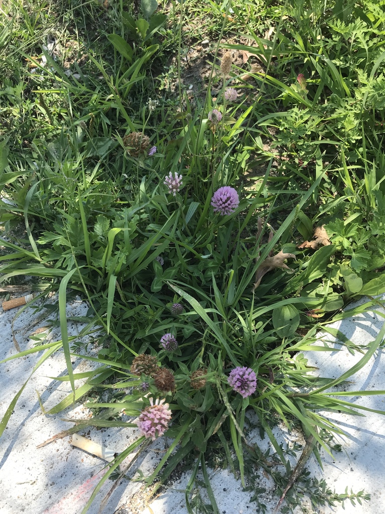 Red Clover from Suffolk Downs, Revere, MA, US on July 28, 2019 at 12:13 ...