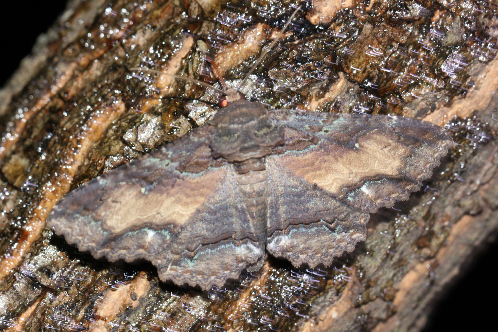 Lunate Zale Moth from Amys Terrace on July 27, 2019 at 10:20 PM by ...