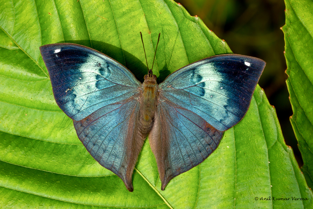 Sahyadri Blue Oakleaf from Yeoor Hills, Thane West, Thane, Maharashtra, India on July 20, 2019 ...
