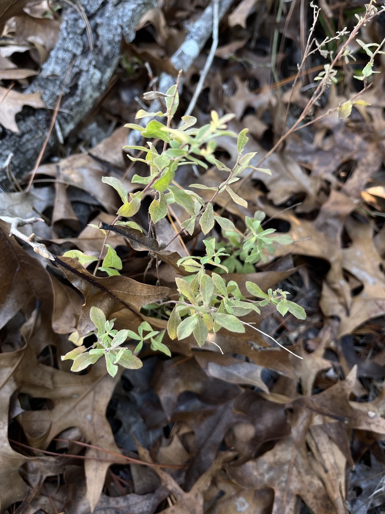 Dixie aster in January 2025 by Alex R · iNaturalist