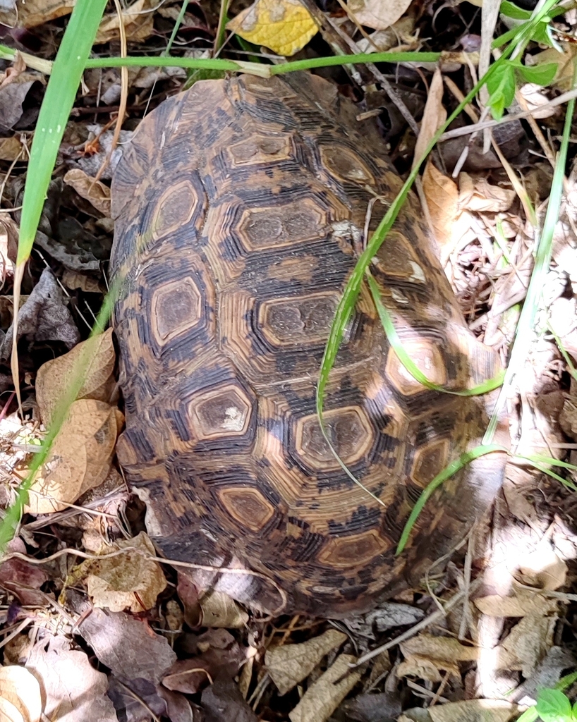 Hinged Tortoises from Koyaki, Kenya on January 15, 2025 at 02:01 PM by ...