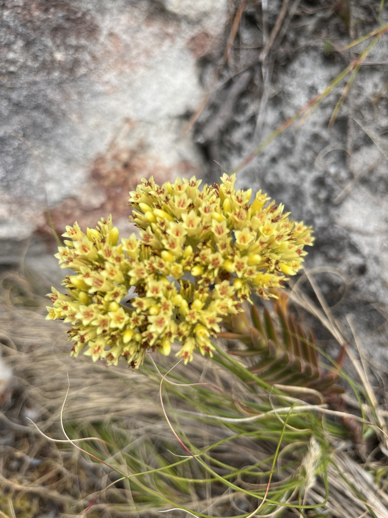 Crassula flava from Table Mountain National Park, Simon's Town, Western ...