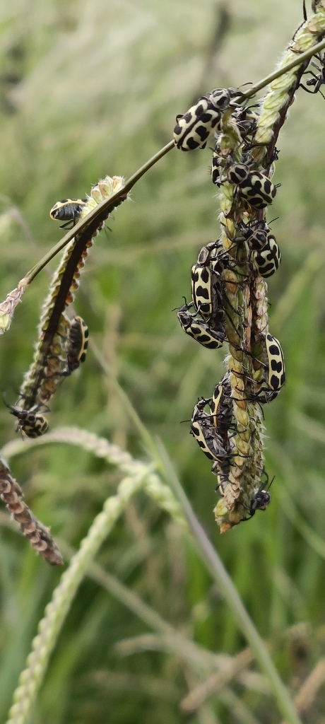 Spotted Maize Beetle from Golden Gate Highlands National Park, South ...