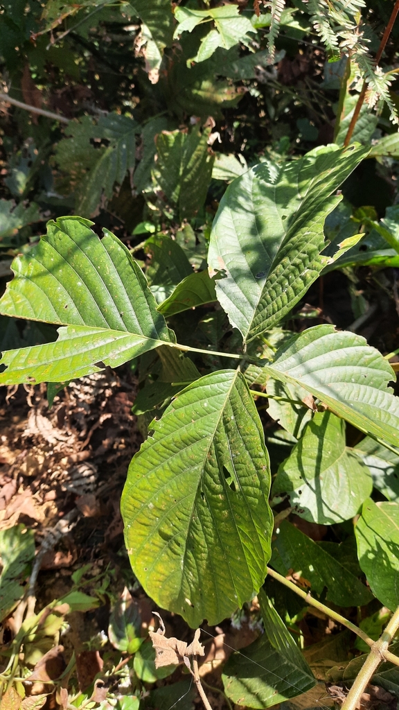 (Spatholobus suberectus) - Botanical Realm