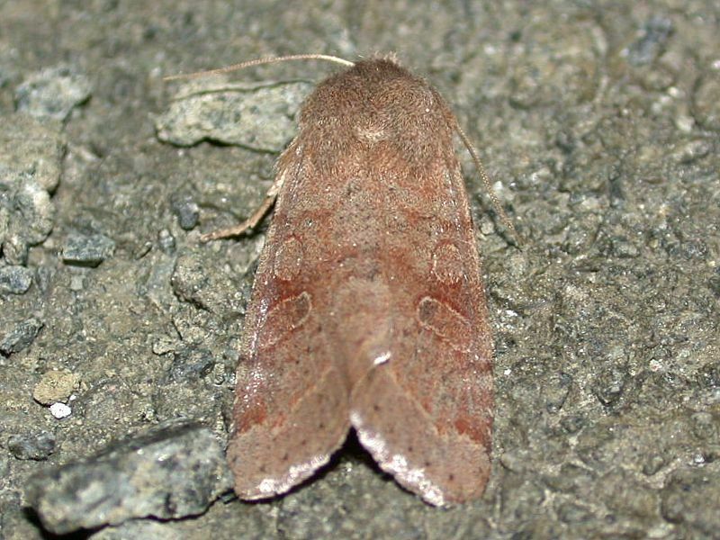 Gray Quaker from Jamaica Bay Wildlife Refuge, Queens, NY, USA on April ...