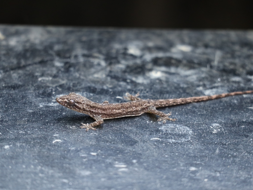 Asian House Gecko from 406, Taiwan, 台中市北屯區和平里 on January 13, 2025 at 06 ...