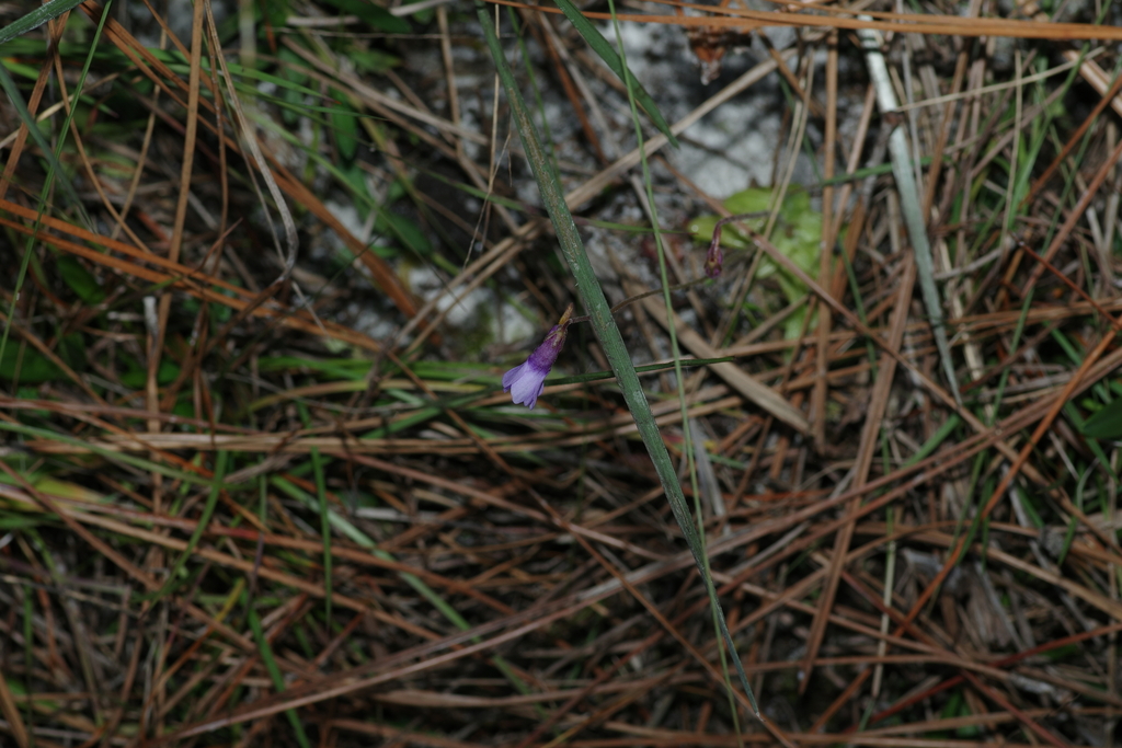 Small butterwort from Triple N Ranch Wildlife Management Area, 10320 E ...