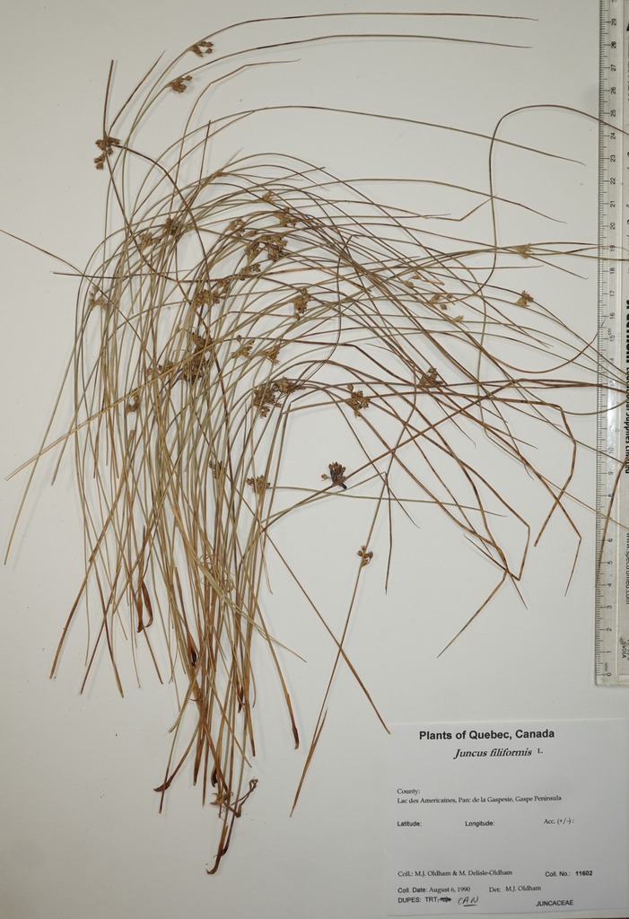 Thread Rush from Canada, Quebec, County, Lac des Americaines, Parc de ...