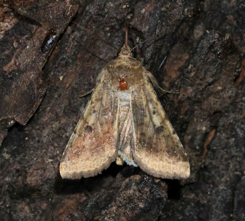 Corn Earworm Moth from 4100 Snaffle Bit Rd, Lebanon, IN 46052, USA on ...