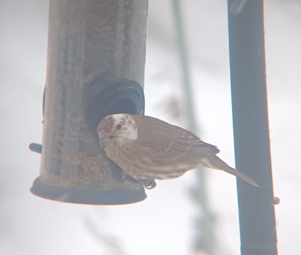 House Finch from Howell Township, MI, USA on January 15, 2025 at 09:09 ...