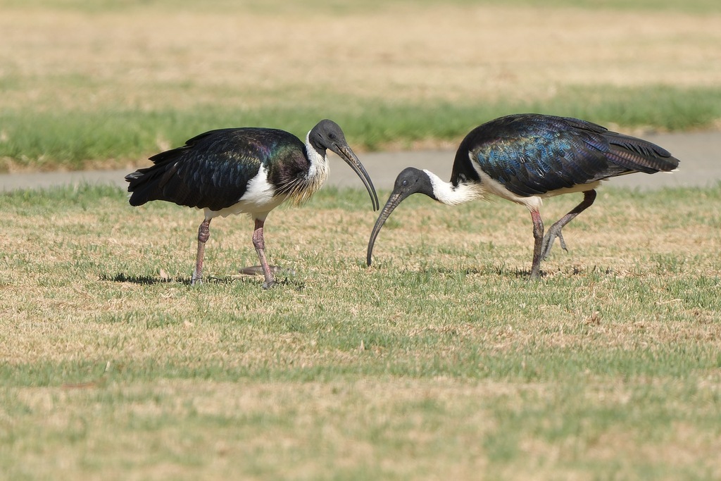 Straw-necked Ibis from Sir James Mitchell Park, Mill Point Rd, South ...