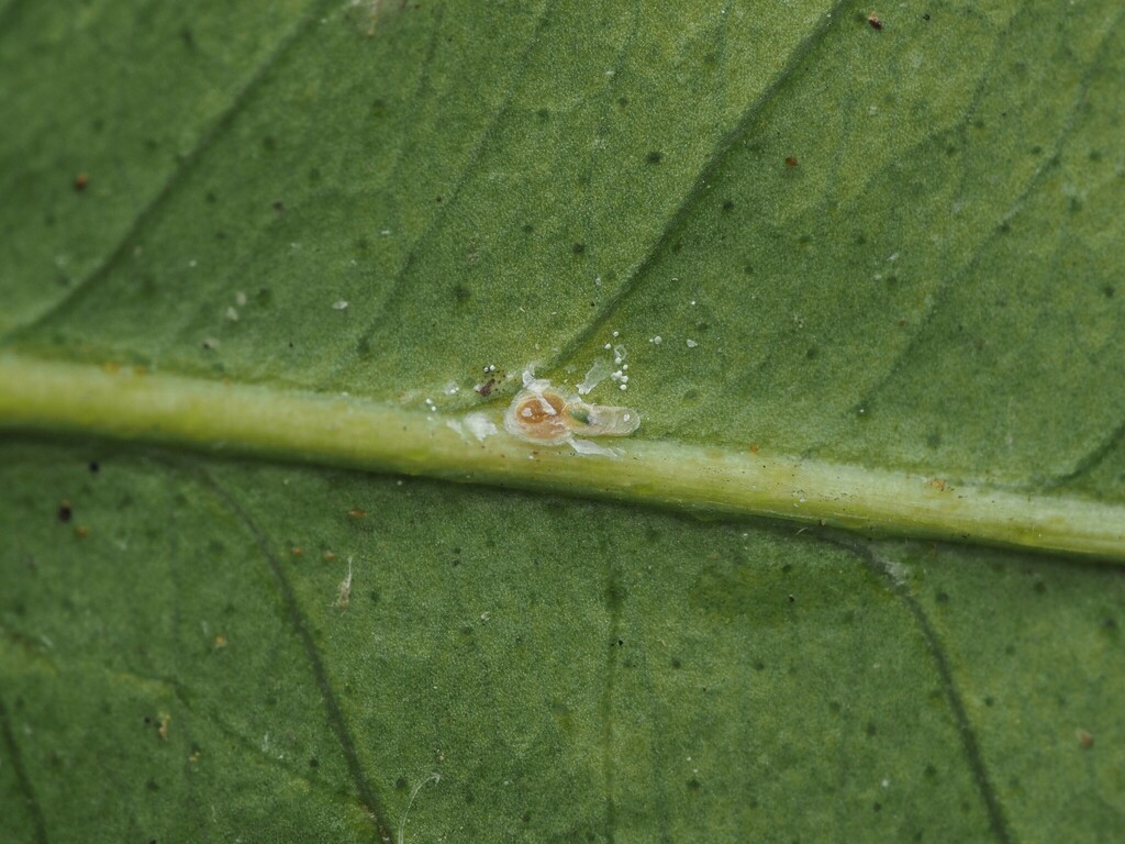 Armored Scale Insects from 澳門望德堂區 on January 10, 2025 by Miles 小智. host ...