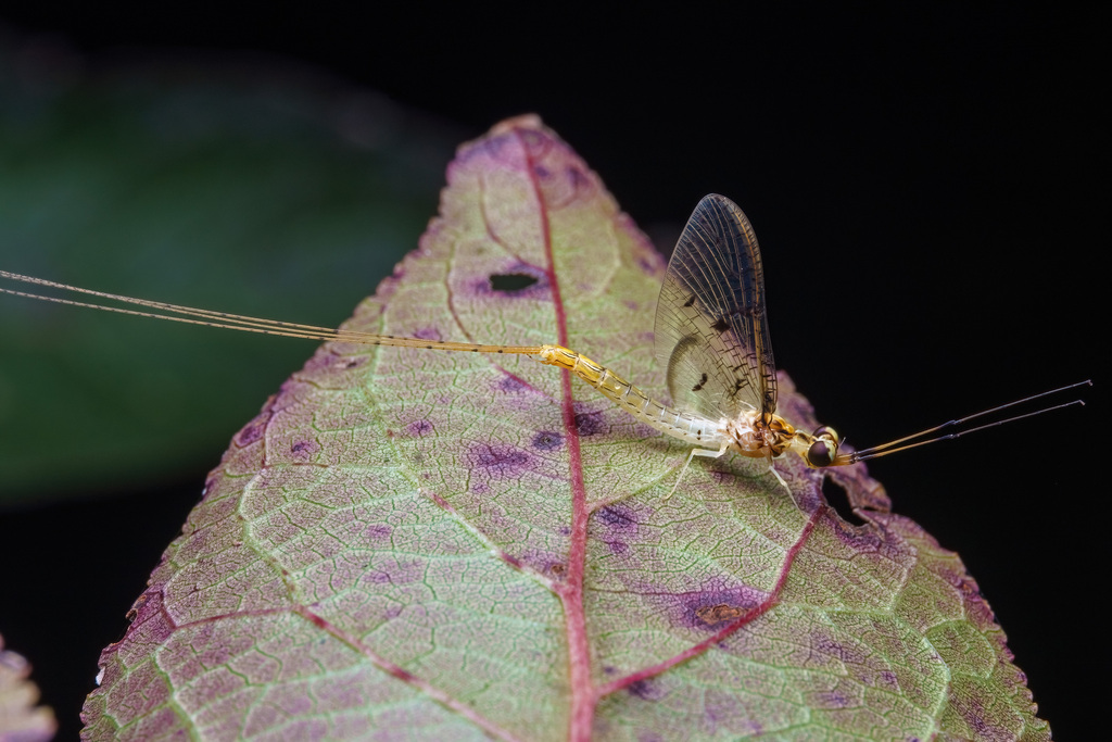 Ephemera pieli from 中国浙江省湖州市长兴县 on September 21, 2024 at 08:10 PM by ...
