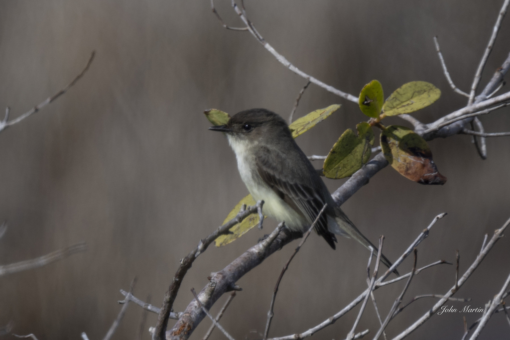 Eastern Phoebe from Merritt Island National Wildlife Refuge, Titusville ...