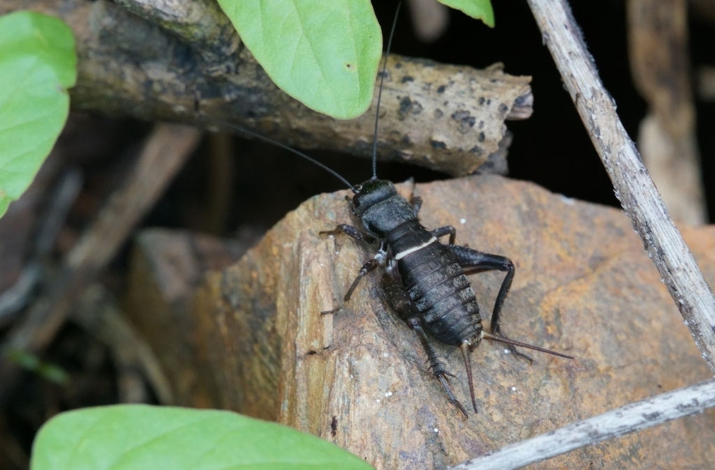 Emma Field Cricket from 中国 辽宁省大连市甘井子区 X237(马北线) on July 07, 2024 at 12: ...