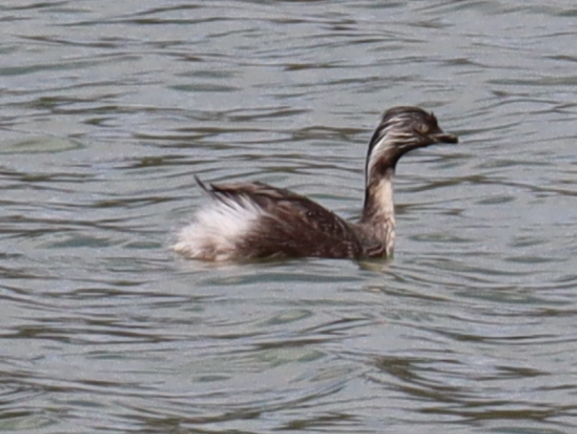 Hoary-headed Grebe from Williamstown SA 5351, Australia on January 15 ...