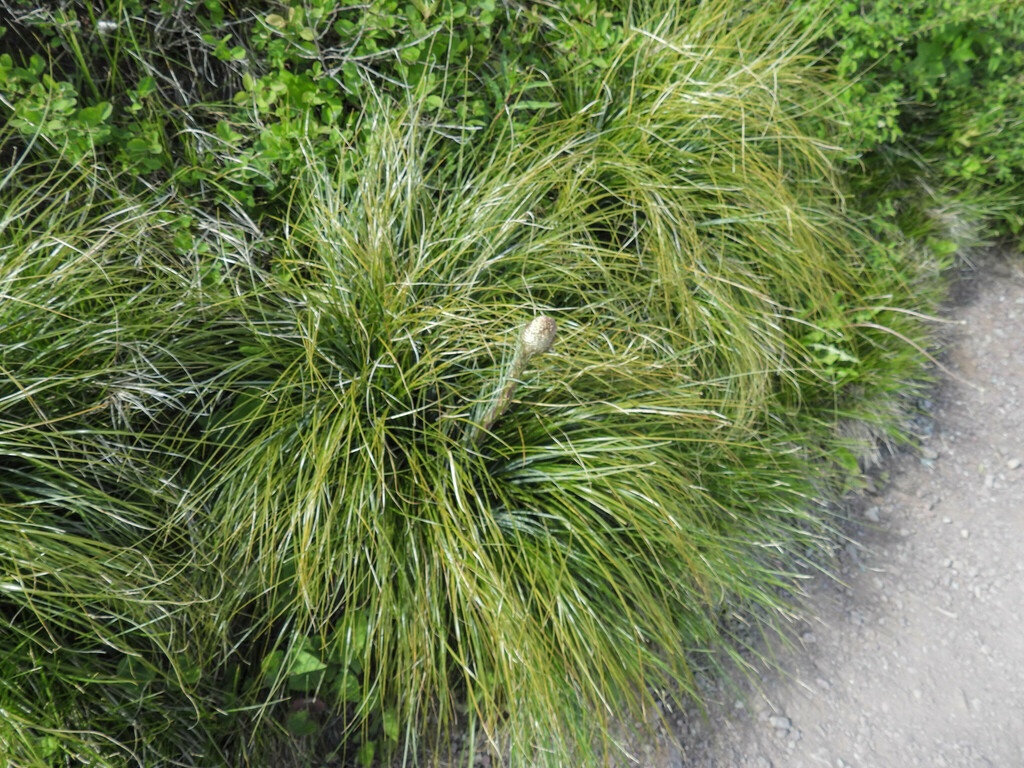 common beargrass from Glacier County, MT, USA on June 21, 2024 at 04:54 ...