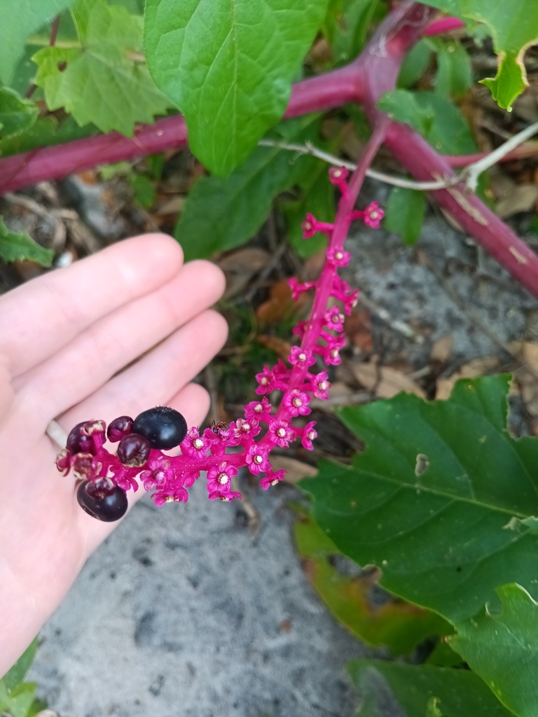 American pokeweed from Harris, Lehigh Acres, FL, USA on January 15 ...