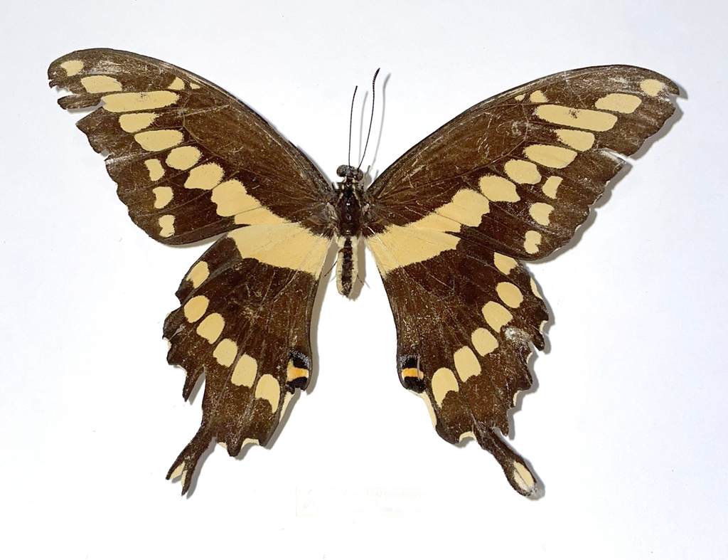 Eastern Giant Swallowtail from Columbia City, IN 46725, USA on August ...