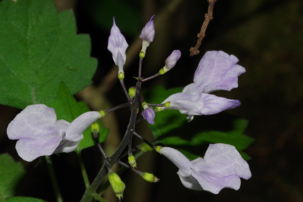Stoep Jacaranda from Hhohho Region, Eswatini on January 14, 2025 at 12: ...