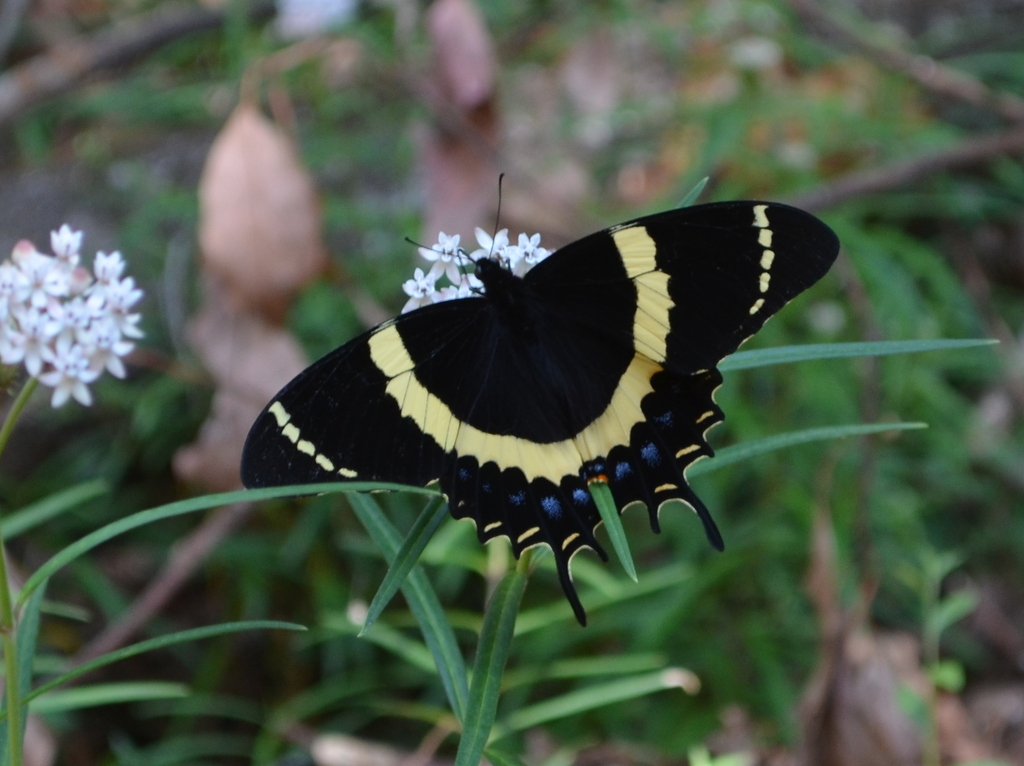 Magnificent Swallowtail from Zaragoza, S.L.P., México on April 29, 2012 ...