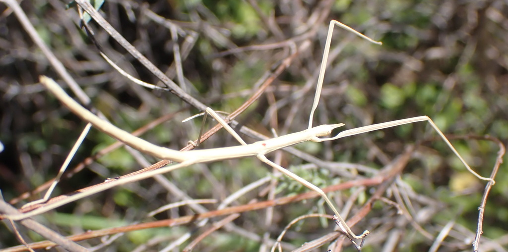Common Walking Stick Insects from Lejweleputswa District Municipality ...