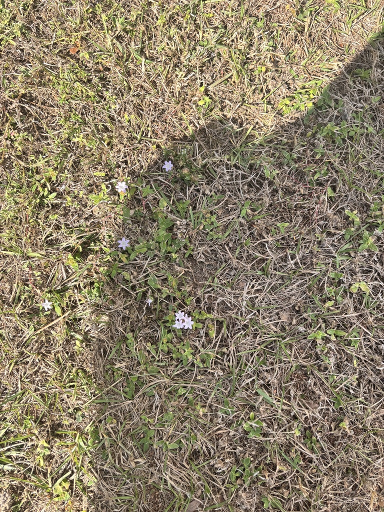 largeflower Mexican clover from Tampa, FL, US on December 18, 2024 at ...