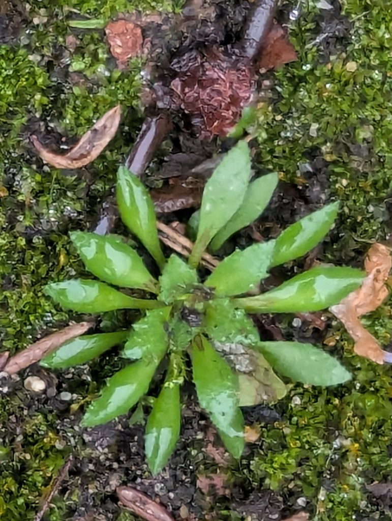 Common Whitlowgrass from London SE16 5RF, UK on January 15, 2025 at 11: ...