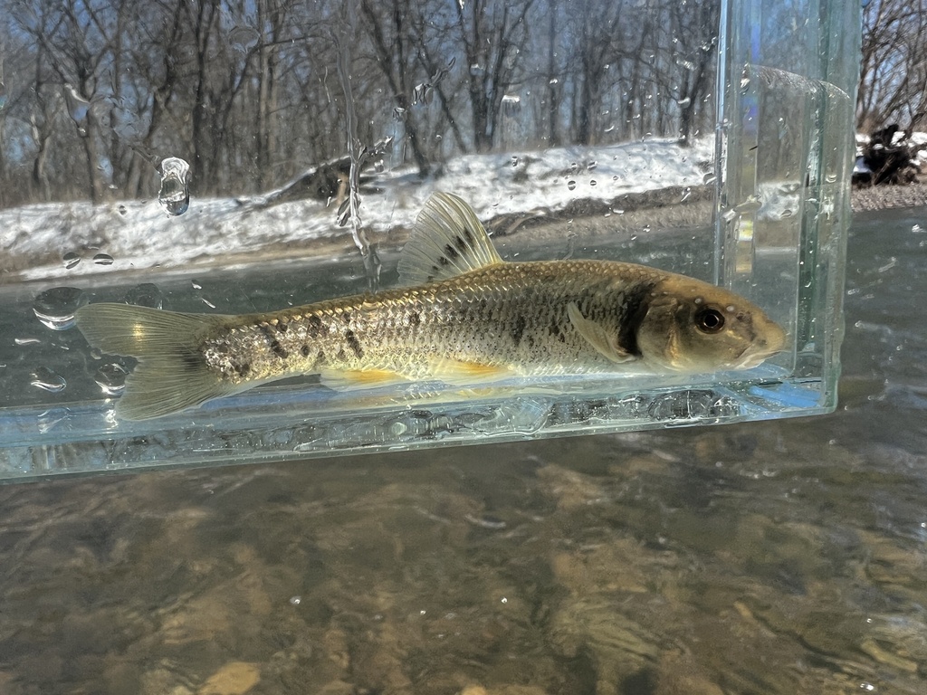 Central Stoneroller from Cincinnati, OH, US on January 15, 2025 at 12: ...