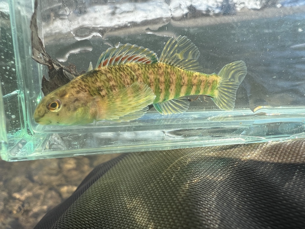 Banded Darter from Cincinnati, OH, US on January 15, 2025 at 01:10 PM ...