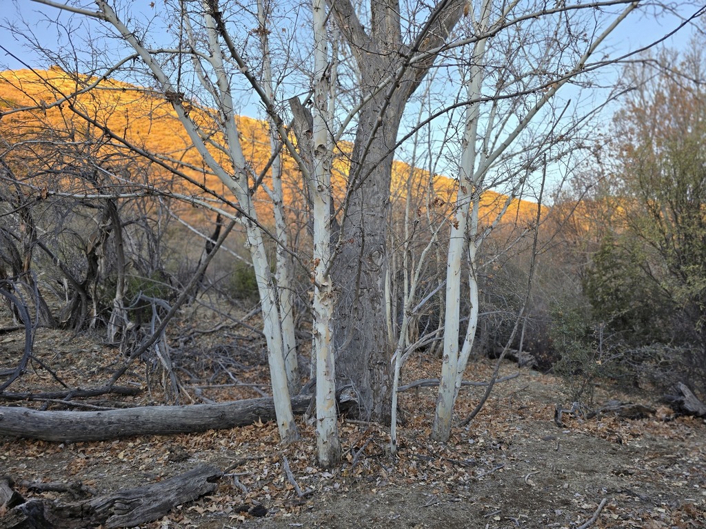 Arizona sycamore from Maricopa County, AZ, USA on January 15, 2025 at ...