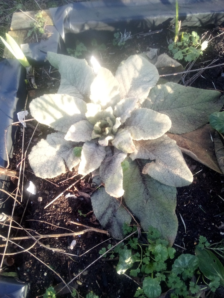 mulleins from North Ayrshire Council, UK on January 15, 2025 at 10:43 ...