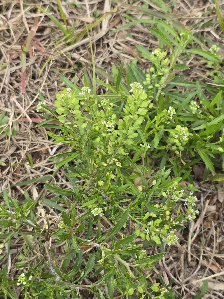 Virginia pepperweed from Oldsmar, FL, USA on January 15, 2025 at 01:34 ...
