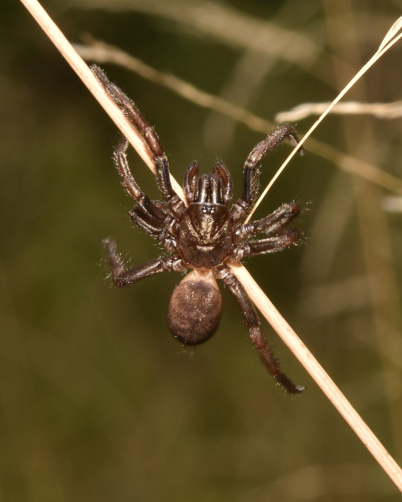 African Open-hole Spiders from Cumberland Nature Reserve, Wartburg ...