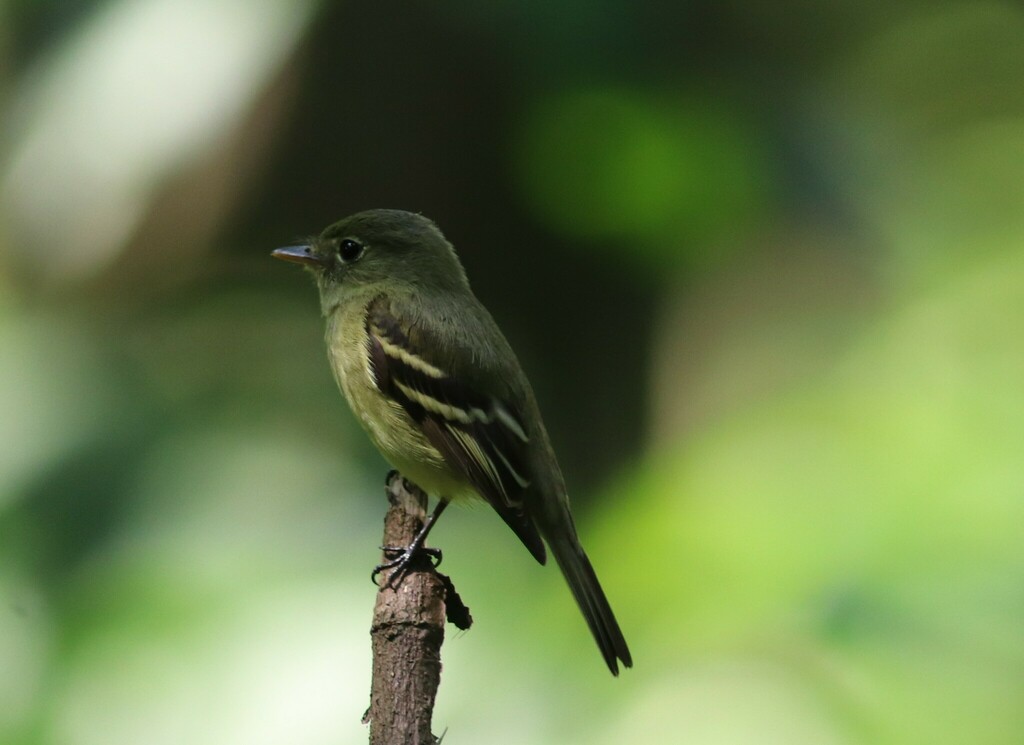Yellow-bellied Flycatcher from Tacotalpa, Tab., México on January 15 ...