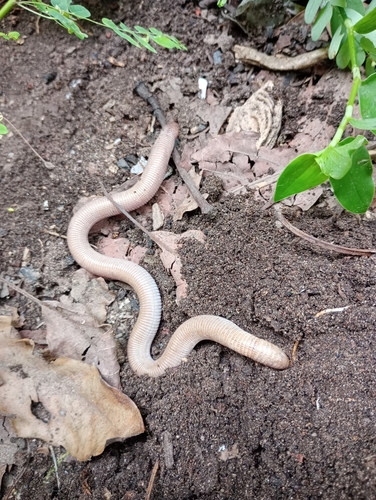 Darwin's Ringed Worm Lizard (Amphisbaena darwinii) - Snakes and Lizards
