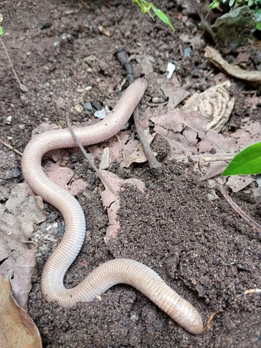 Darwin's Ringed Worm Lizard (Amphisbaena darwinii) - Snakes and Lizards