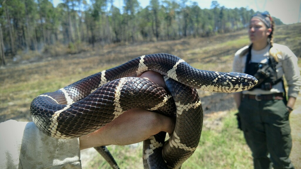 Eastern Kingsnake from Appling County, GA, USA on April 18, 2018 at 12: ...
